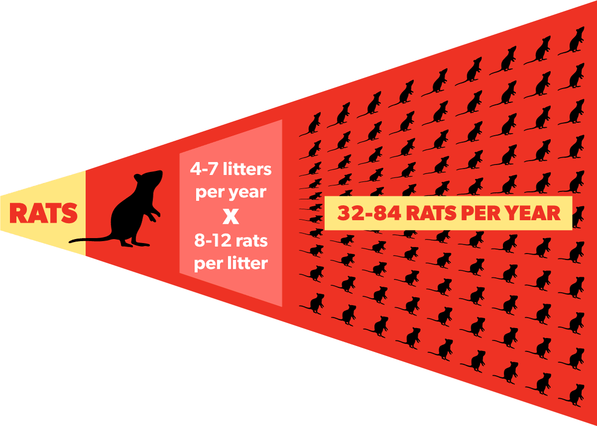 How to Get Rid of Rats in the Attic - The Bug Master Pest Control