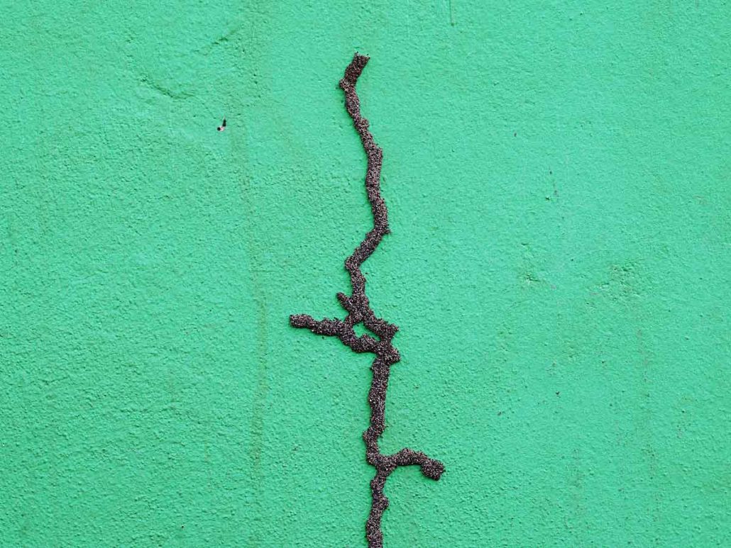 Easy To Spot Termite Signs In Central Texas - The Bug Master Pest ...